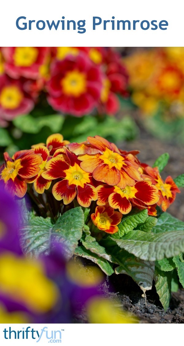 Growing Primrose | ThriftyFun