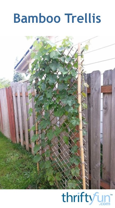 Bamboo Trellis | ThriftyFun