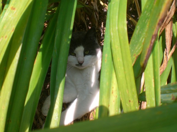 Domestic Shorthair Cat Information and Photos | ThriftyFun