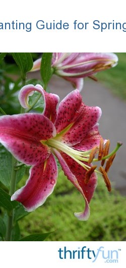 Fall Planting Guide for Spring Bulbs | ThriftyFun