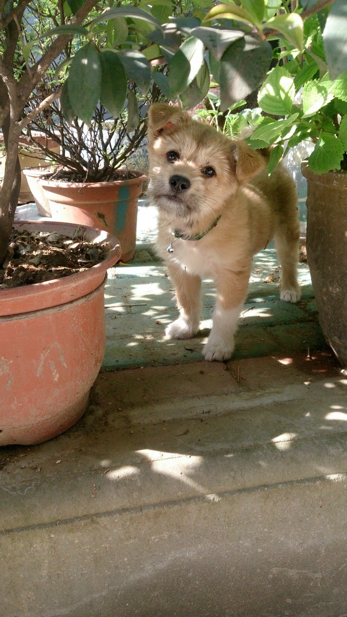 What Breed is My Pup Mixed With? | ThriftyFun