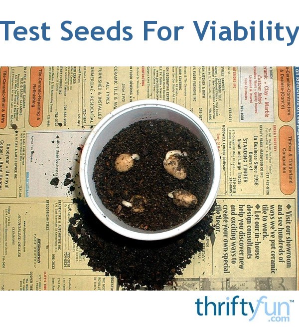 Test Seeds For Viability | ThriftyFun