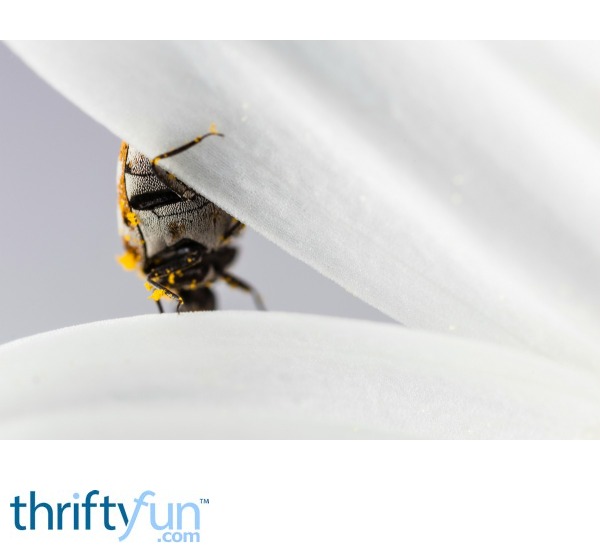 Identifying Household Bugs? | ThriftyFun