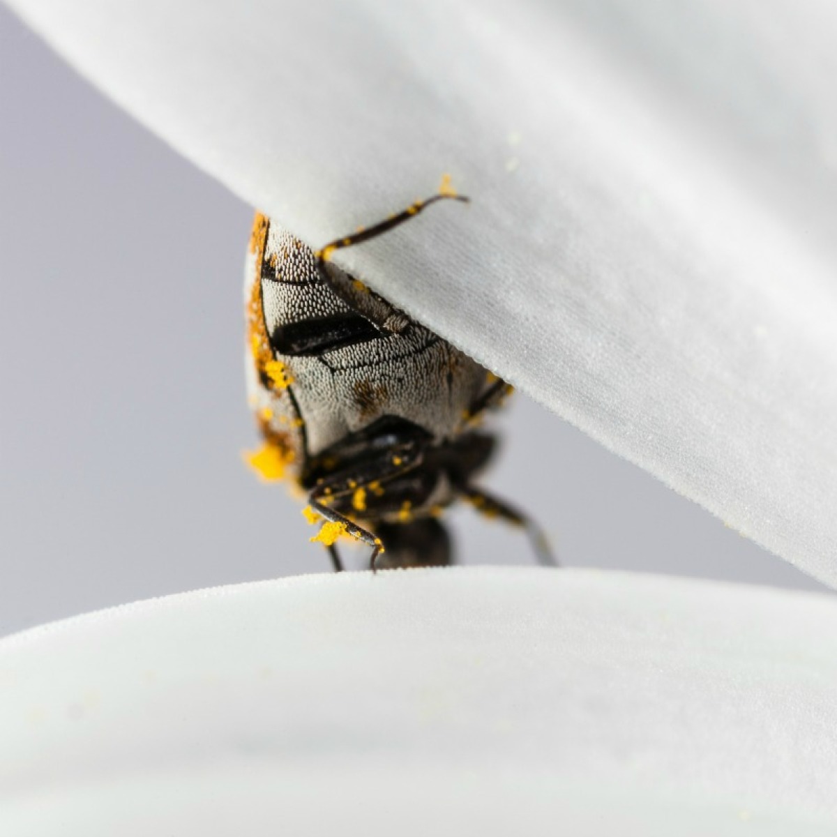 Identifying Household Bugs? | ThriftyFun