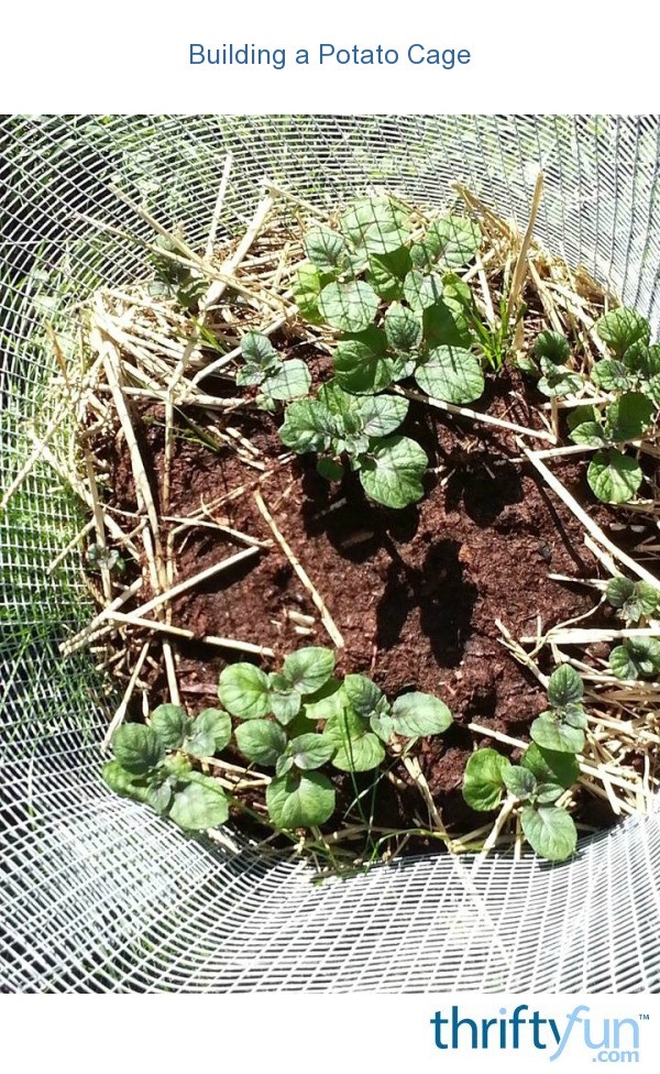 Building a Potato Cage | ThriftyFun