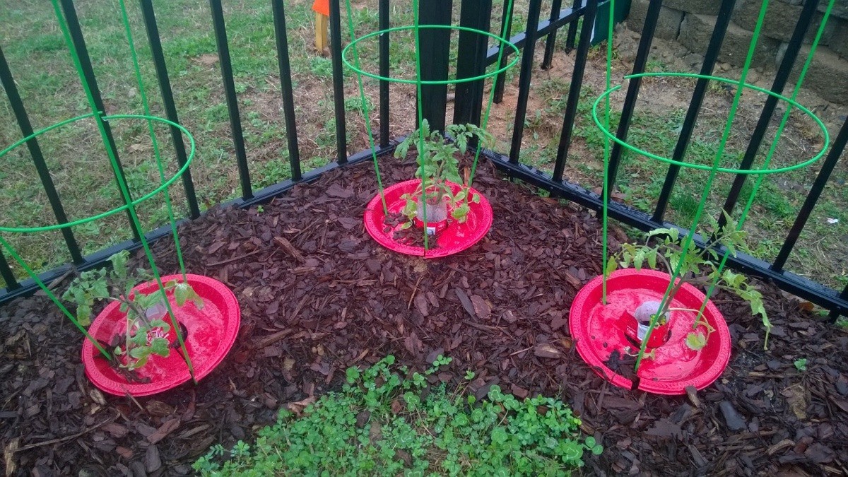 Protecting Tomato Seedlings | ThriftyFun