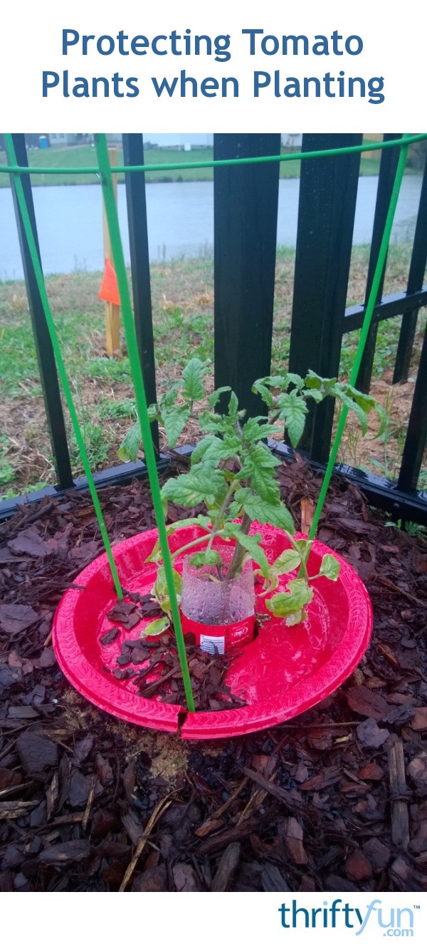 Protecting Tomato Seedlings | ThriftyFun