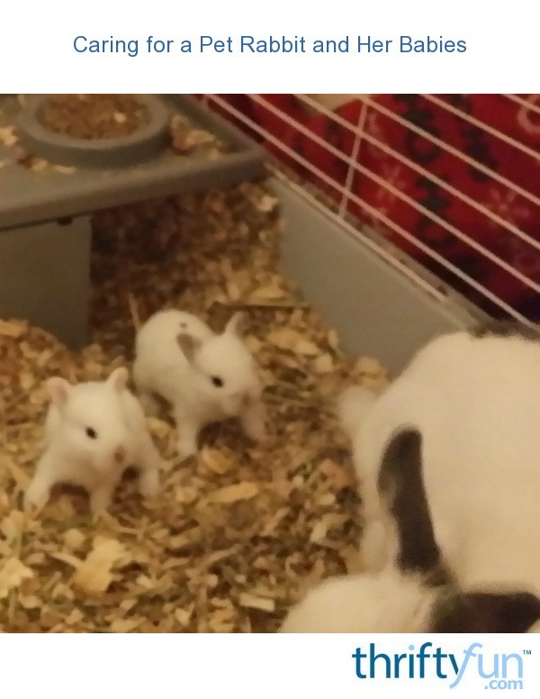 Caring for a Pet Rabbit and Her Babies? | ThriftyFun