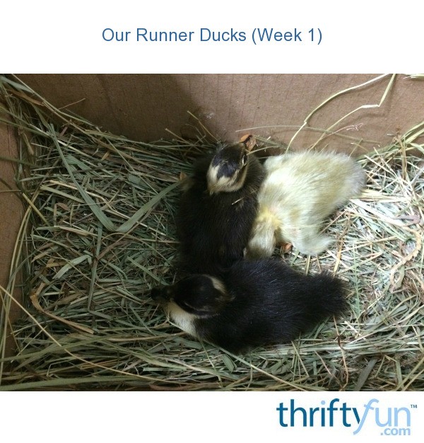 Our Runner Ducks (Week 1) | ThriftyFun