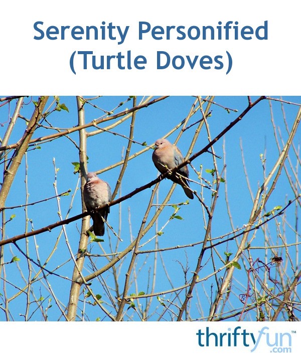 Serenity Personified (Turtle Doves) | ThriftyFun