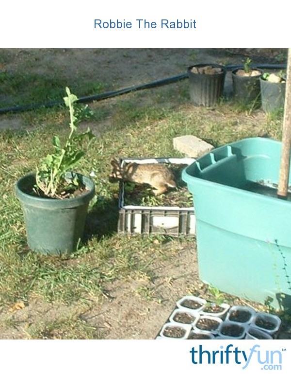 Robbie The Rabbit | ThriftyFun