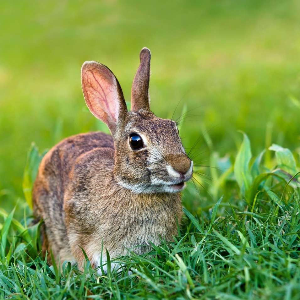 Wild Rabbit Photos and Information | ThriftyFun