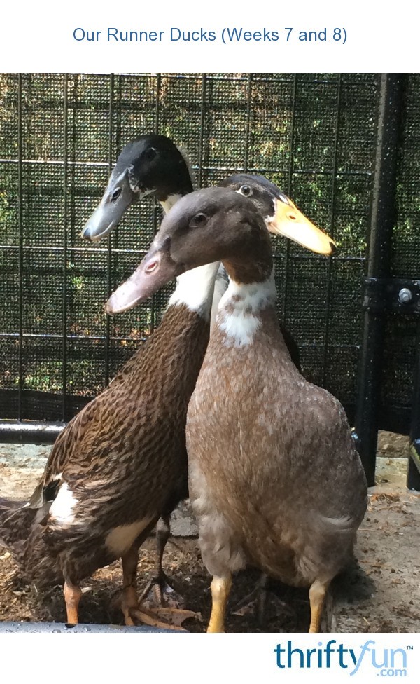 Our Runner Ducks (Weeks 7 and 8) | ThriftyFun