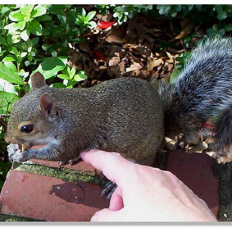 Pet Squirrel Information and Photos | ThriftyFun