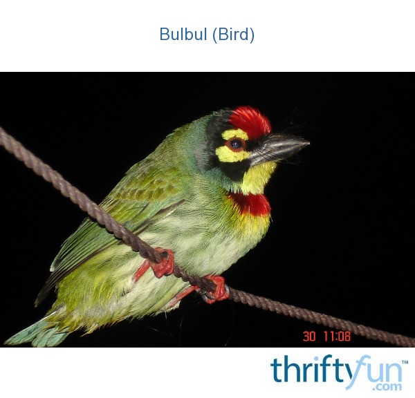 Bulbul (Bird) | ThriftyFun