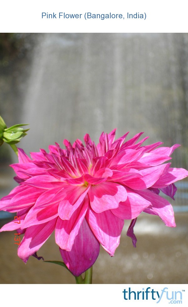 Pink Flower (Bangalore, India) | ThriftyFun