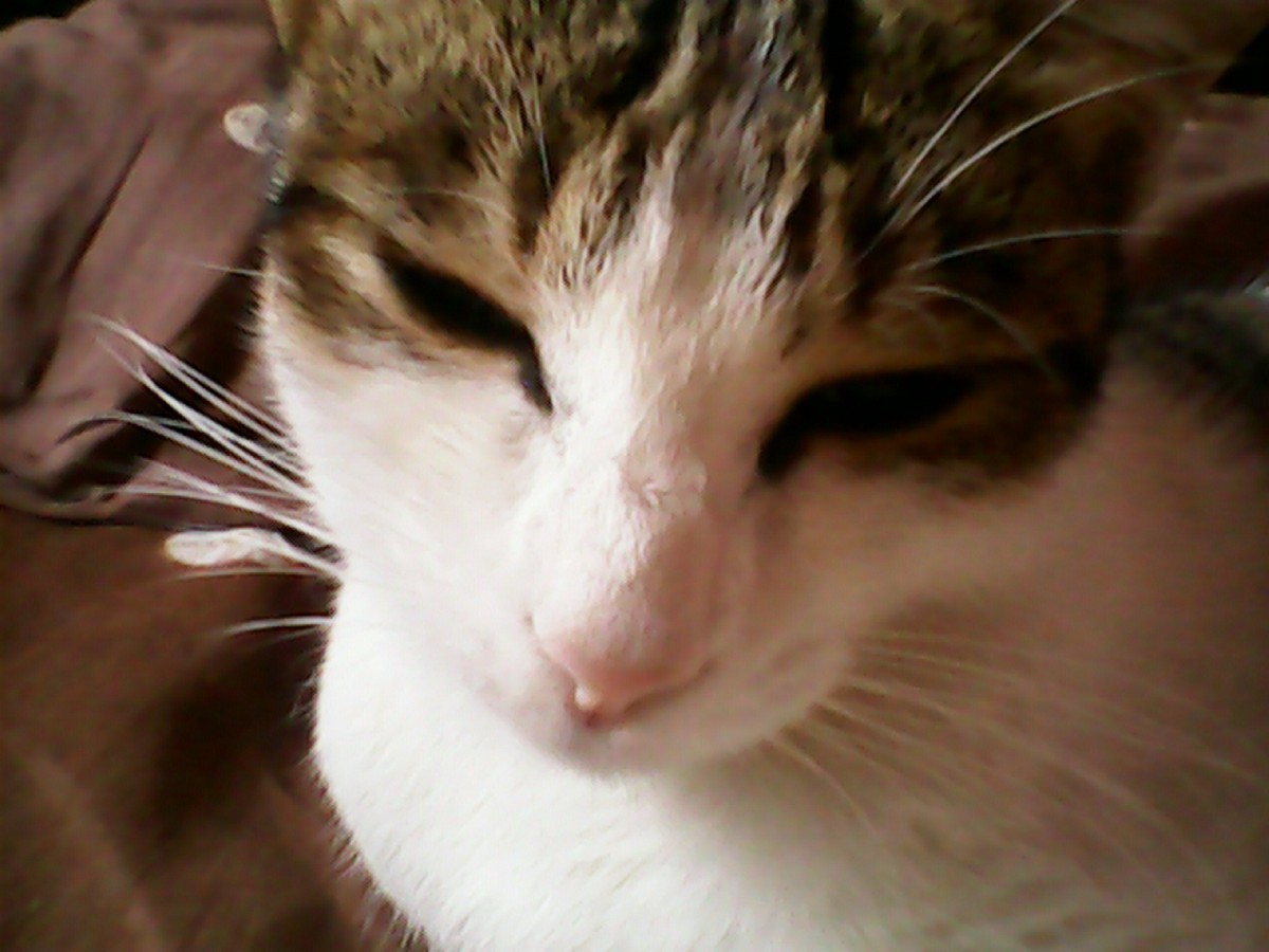 Kini (Indian Tabby) | ThriftyFun