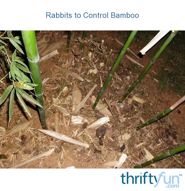 Rabbits to Control Bamboo | ThriftyFun