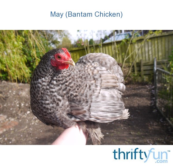 May (Bantam Chicken) | ThriftyFun