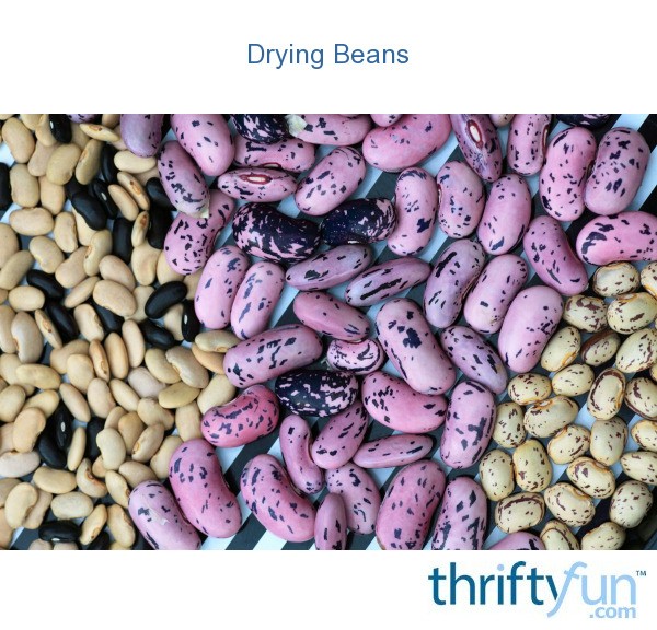 Drying Beans | ThriftyFun