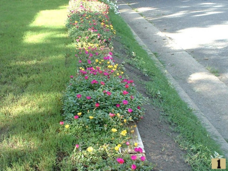 Growing Purslane (Portulaca) | ThriftyFun
