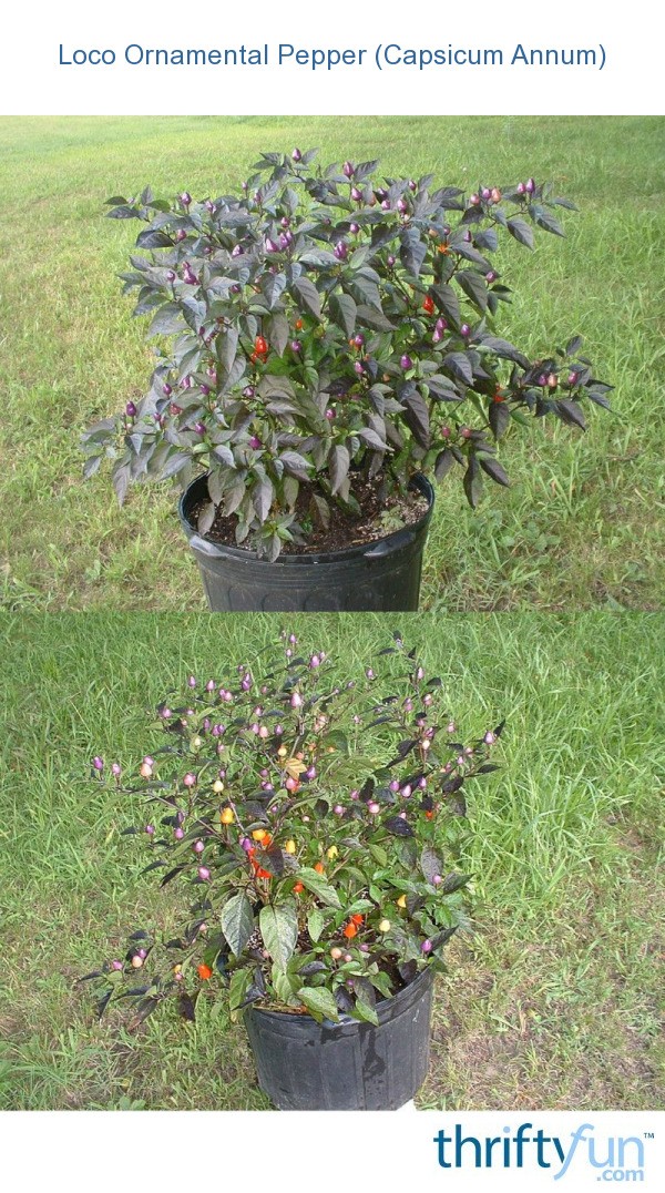 Loco Ornamental Pepper (Capsicum Annum) | ThriftyFun