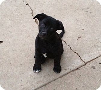 Maggie Albert (Schnauzer and Australian Shepherd Mix) | ThriftyFun