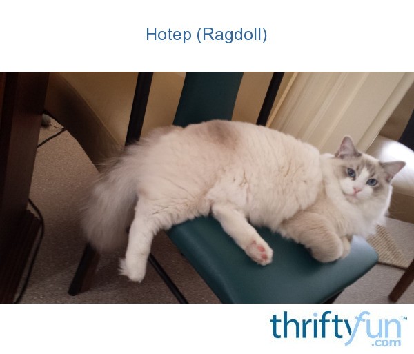 Hotep (Ragdoll) | ThriftyFun
