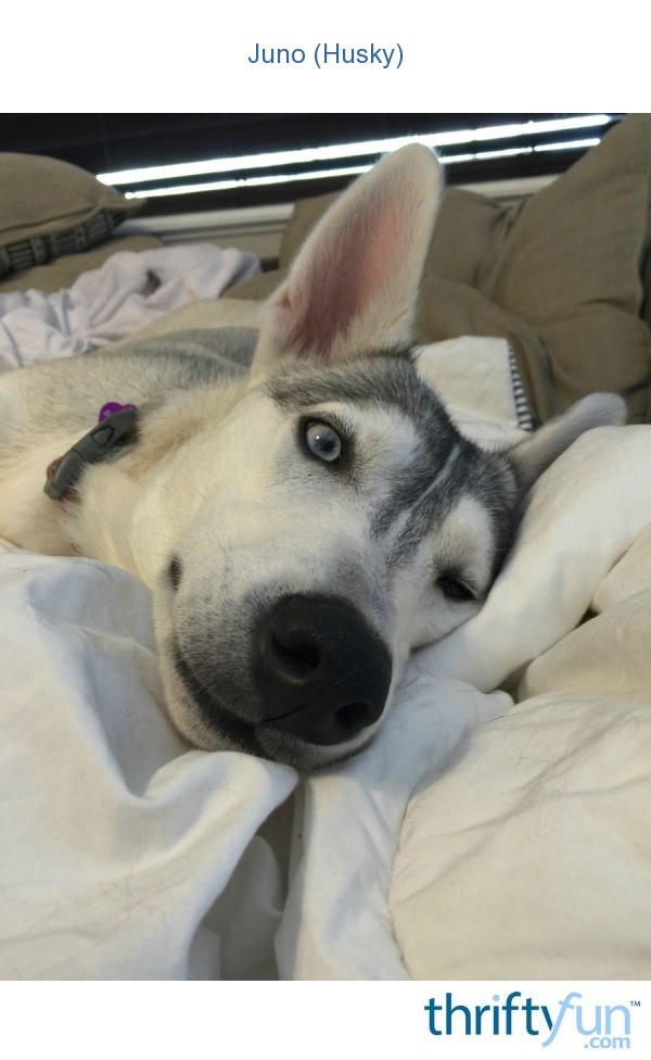 Juno (Husky) | ThriftyFun