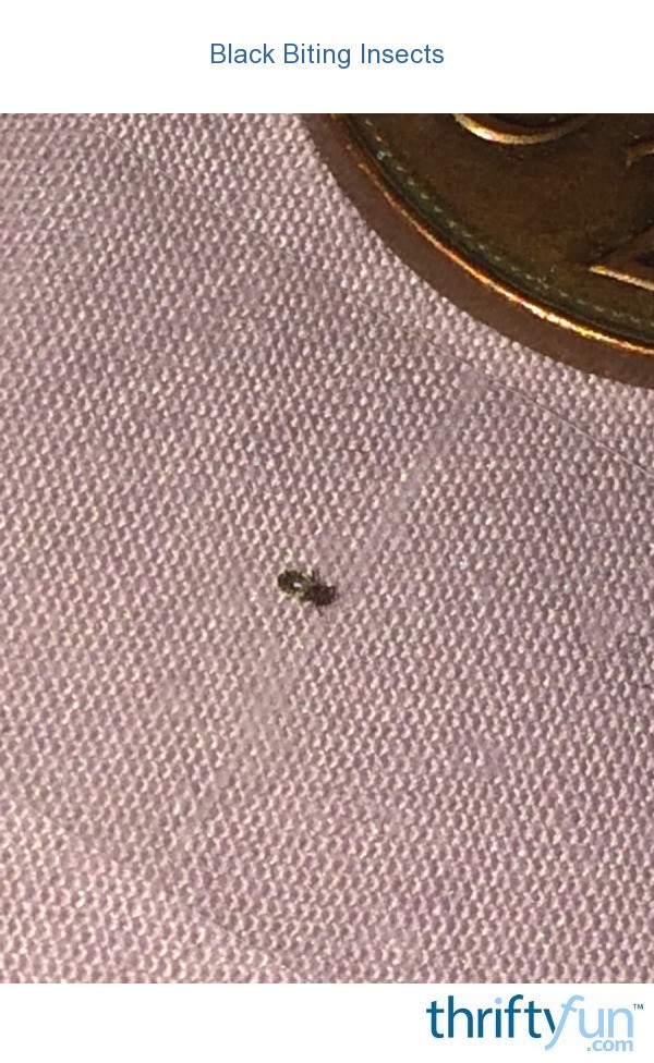 Black Biting Insects | ThriftyFun