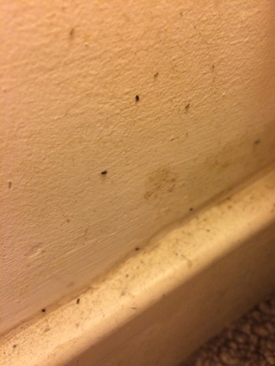 Identifying Little Black Biting Bugs ThriftyFun