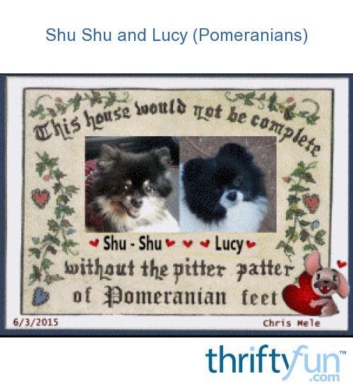 Shu Shu and Lucy (Pomeranians) | ThriftyFun