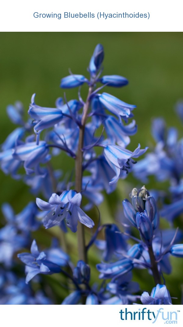 Growing Bluebells (Hyacinthoides) | ThriftyFun