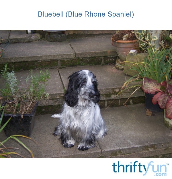 Bluebell (Blue Rhone Spaniel) | ThriftyFun