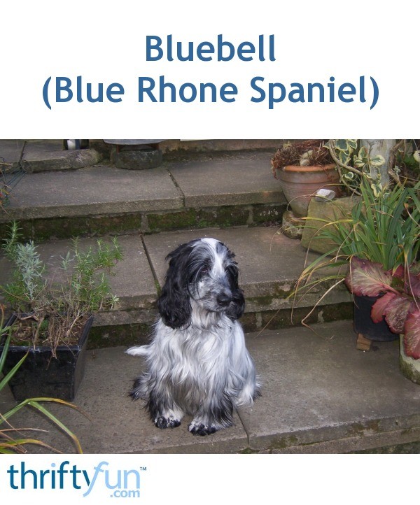Bluebell (Blue Rhone Spaniel) | ThriftyFun