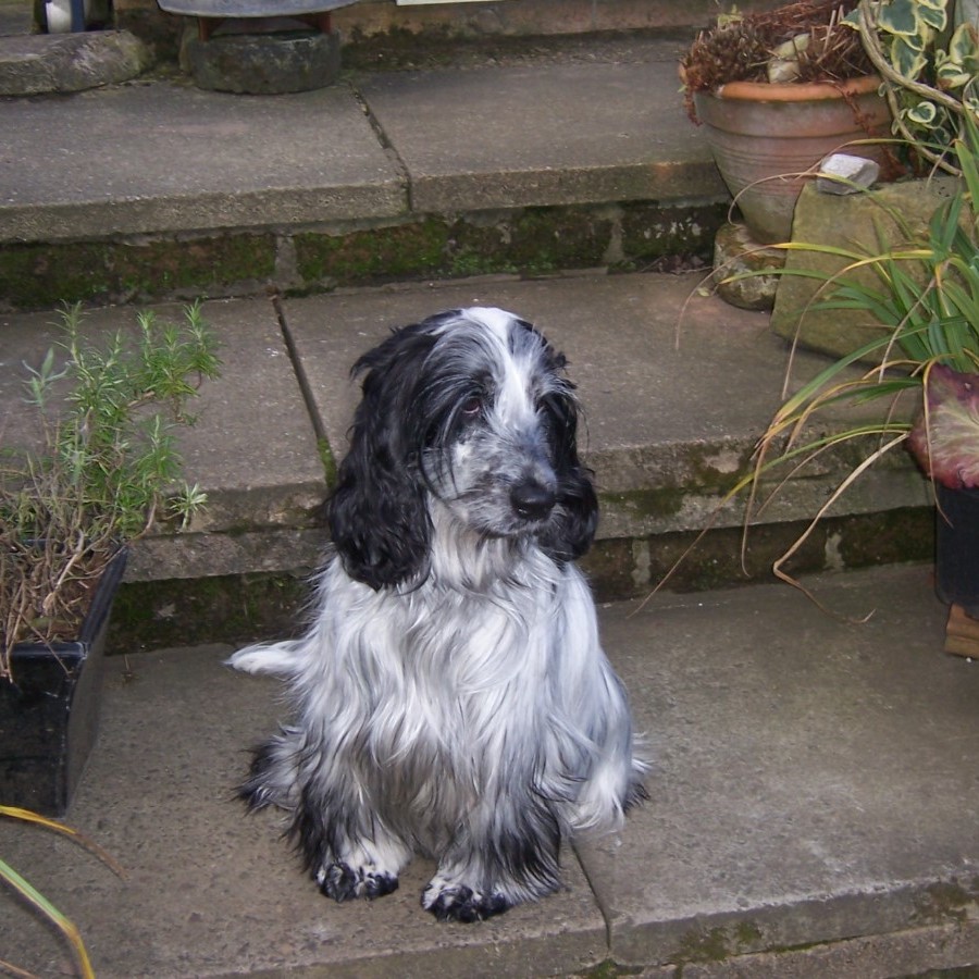 Bluebell (Blue Rhone Spaniel) | ThriftyFun