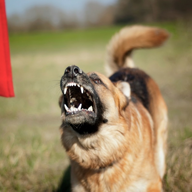 Dog Has Become Aggressive With Owner | ThriftyFun