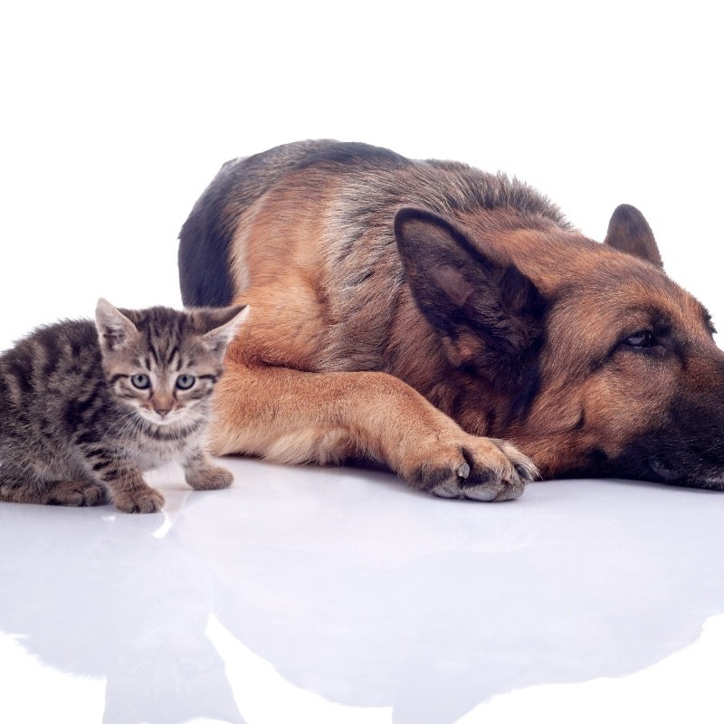 Introducing a New Kitten to Your Dog | ThriftyFun