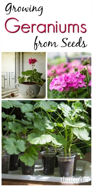 Growing Geraniums From Seeds | ThriftyFun