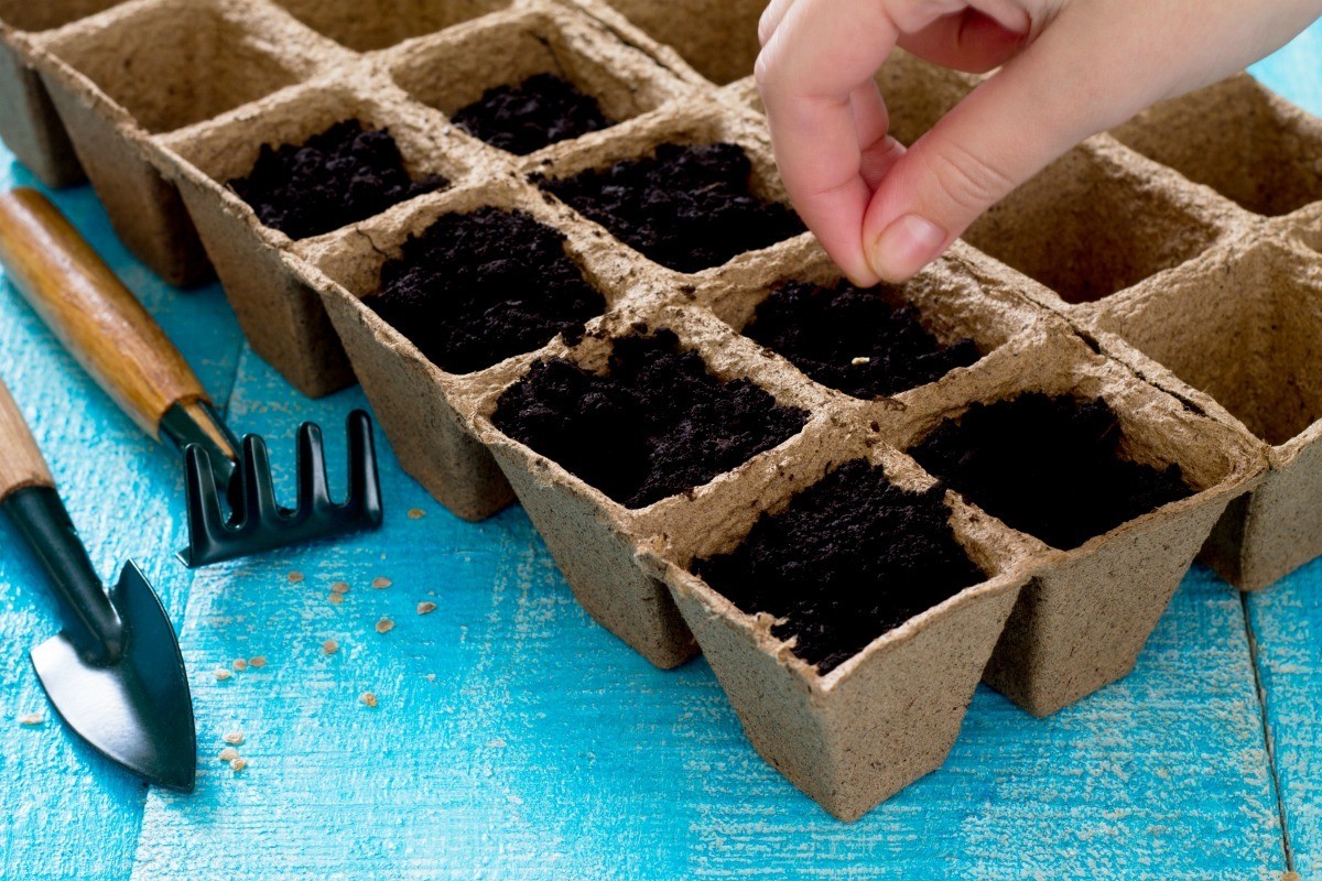 Why Seeds Fail To Germinate | ThriftyFun