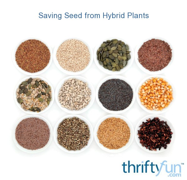 Saving Seed from Hybrid Plants | ThriftyFun