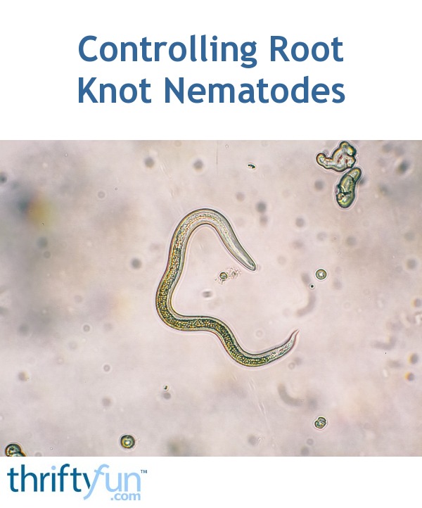 Controlling Root Knot Nematodes | ThriftyFun
