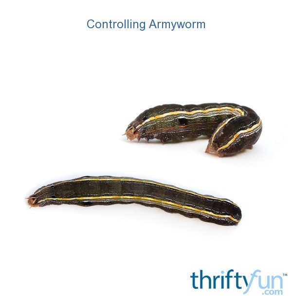 Controlling Armyworms (Beet and Fall Armyworms) | ThriftyFun