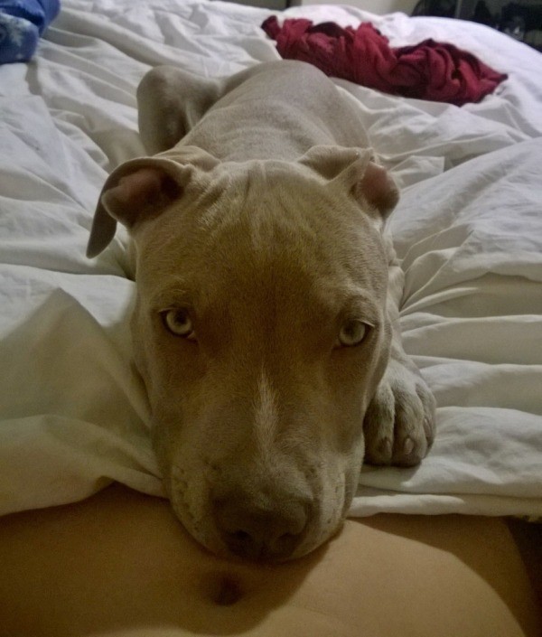 Is A Dog s Head Shape Related To Its Intelligence ThriftyFun