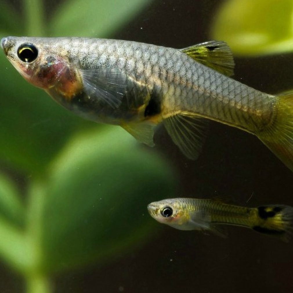 Caring for a Baby Fish | ThriftyFun