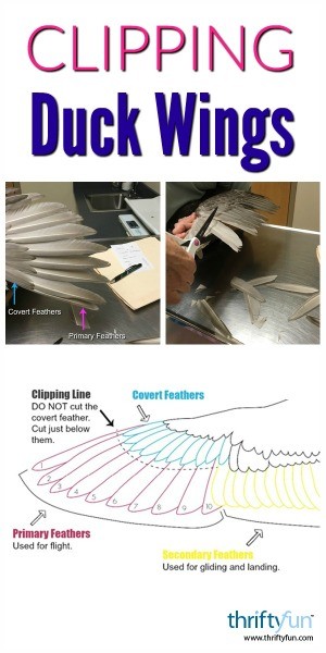 Clipping a Duck's Wings | ThriftyFun
