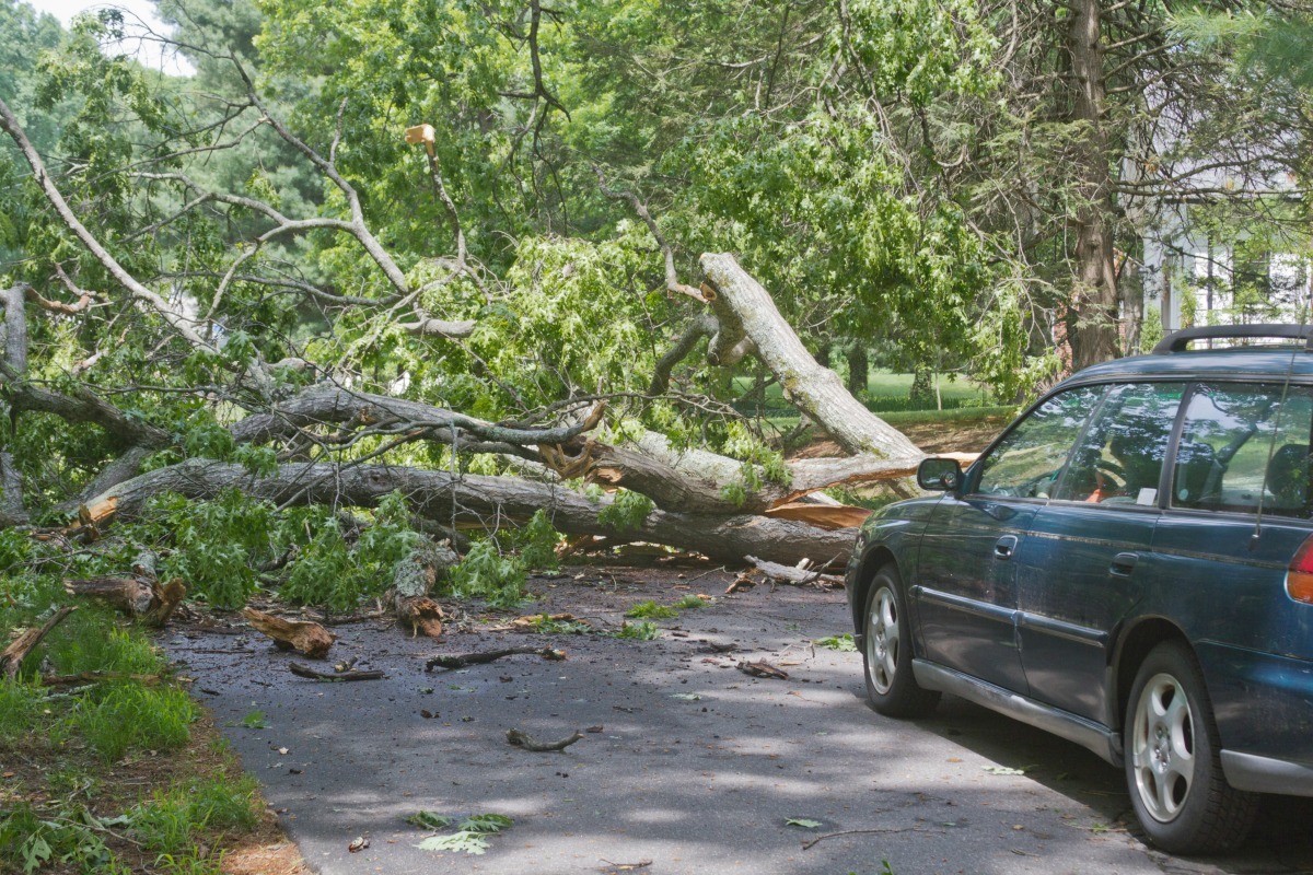 Reducing Spring Weather Damage | ThriftyFun