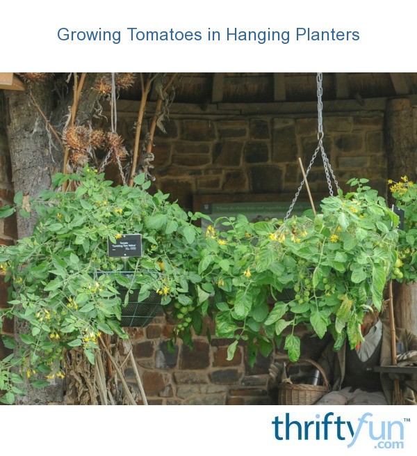 Growing Tomatoes in Hanging Planters | ThriftyFun