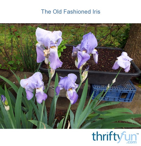 The Old Fashioned Iris | ThriftyFun