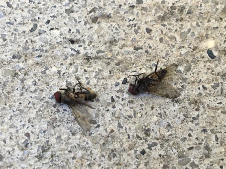 Identifying Flying Insects | ThriftyFun